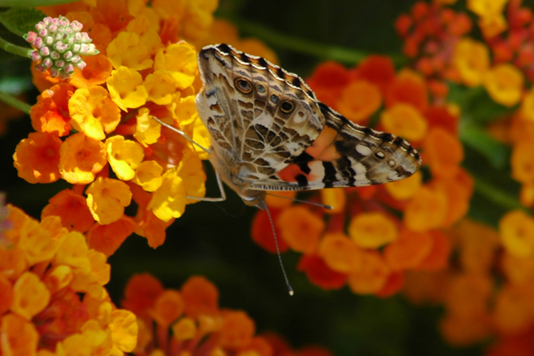 photos: Earlier Favourites—Part One