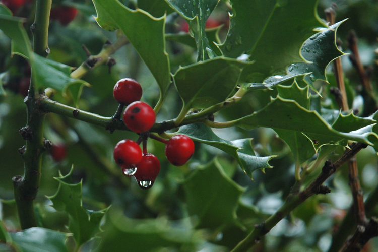 holly