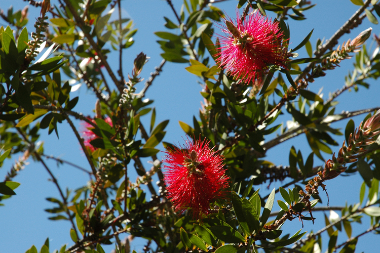 spikey red flowers